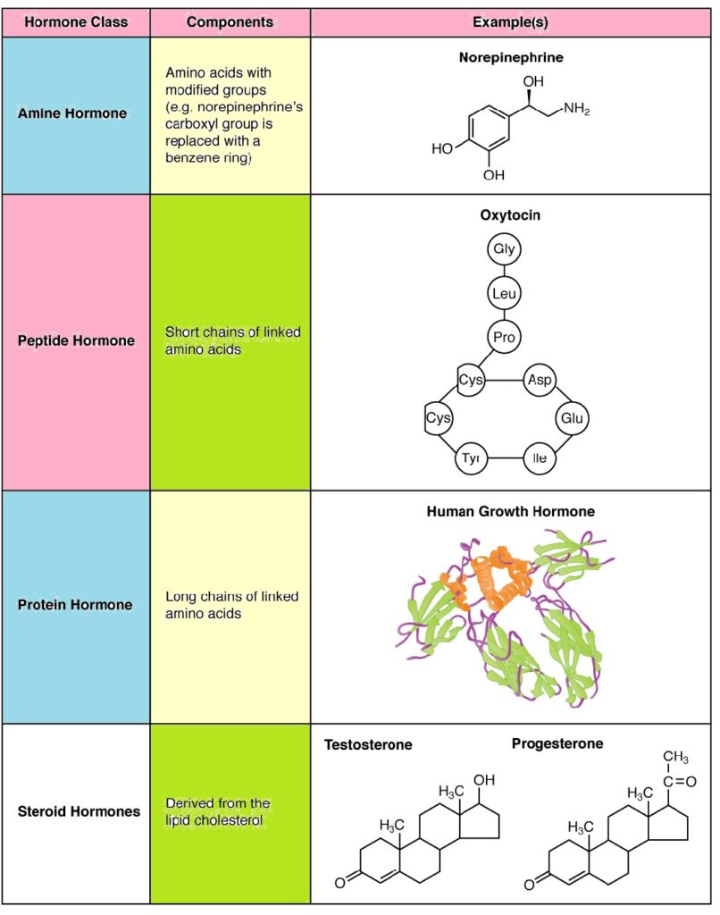 Chemical classification of hormones - Biology Pcsstudies