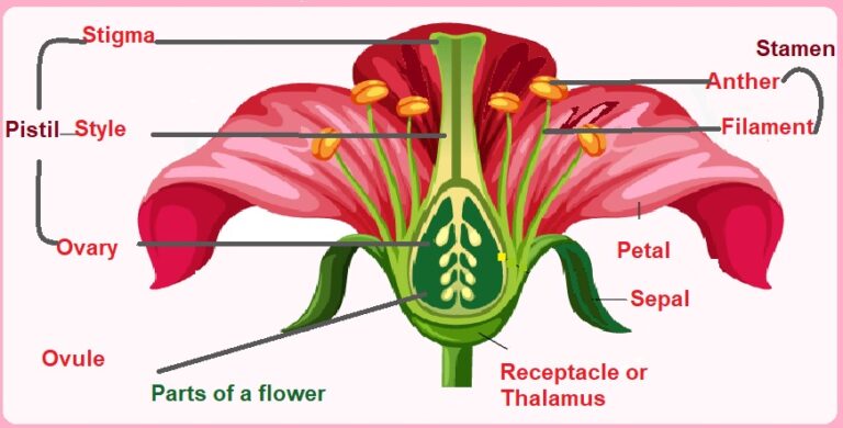 The Flower - Pcsstudies Biology
