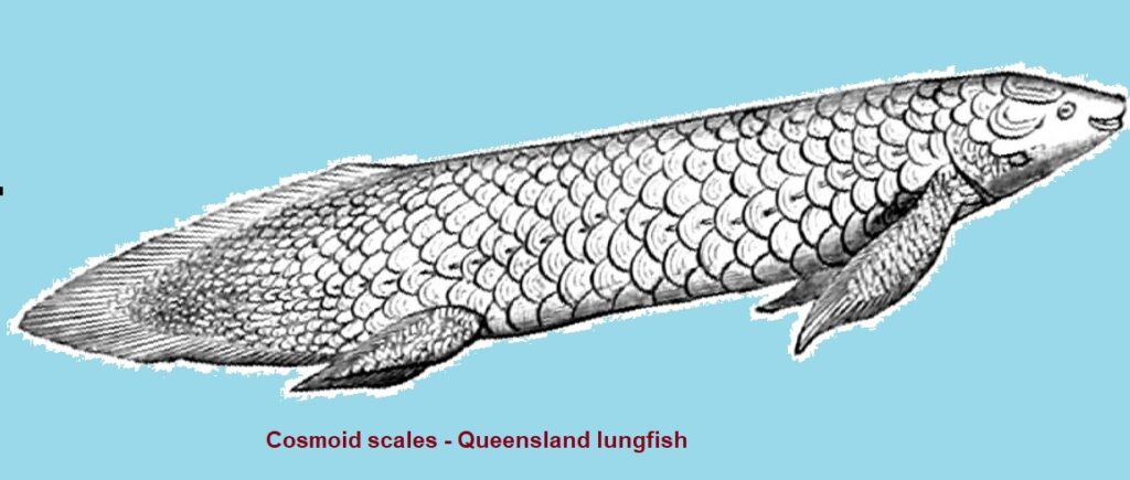 Scales in Fishes - Pcsstudies - Biology