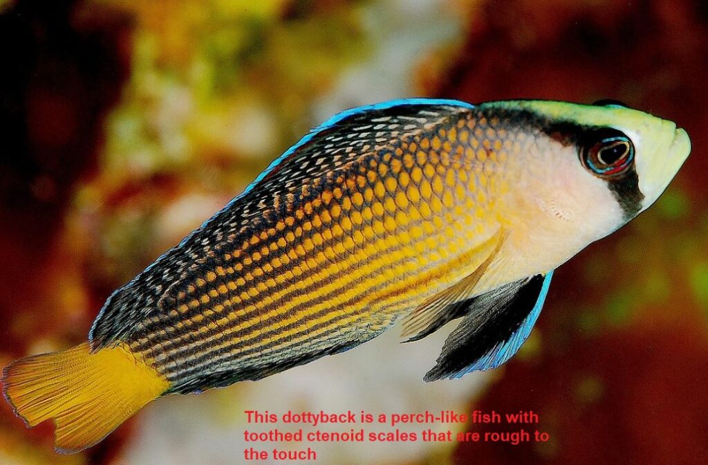 Scales in Fishes - Pcsstudies - Biology