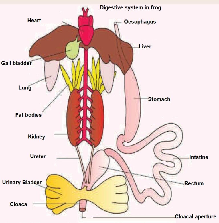 Frog- Rana tigrina- Classification and Characteristic features