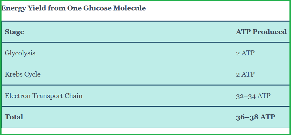 Cellular Respiration in Humans - Pcsstudies Biology